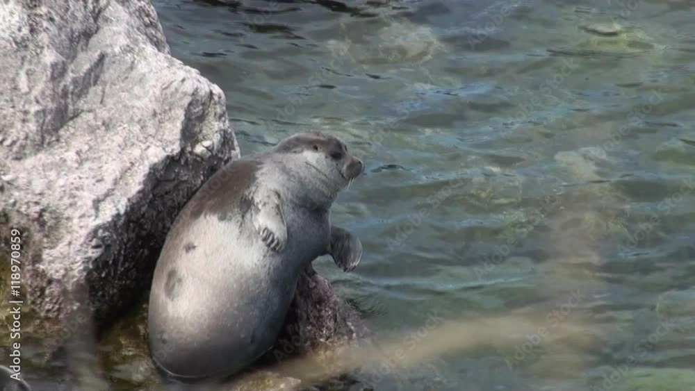 Baikal seal Pusa sibirica on Ushkany Islands belongs to type of animal ...