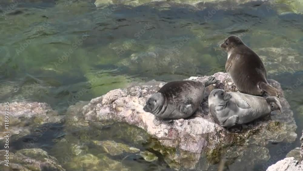 Baikal seal Pusa sibirica on Ushkany Islands belongs to type of animal ...