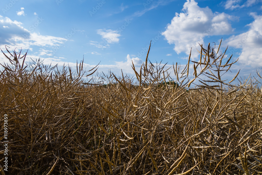 Reifer Raps Stock-Foto | Adobe Stock