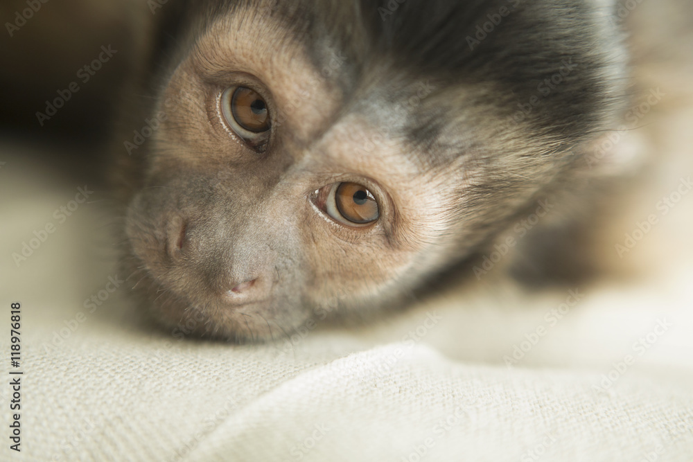 Cute Baby Capuchin Monkey