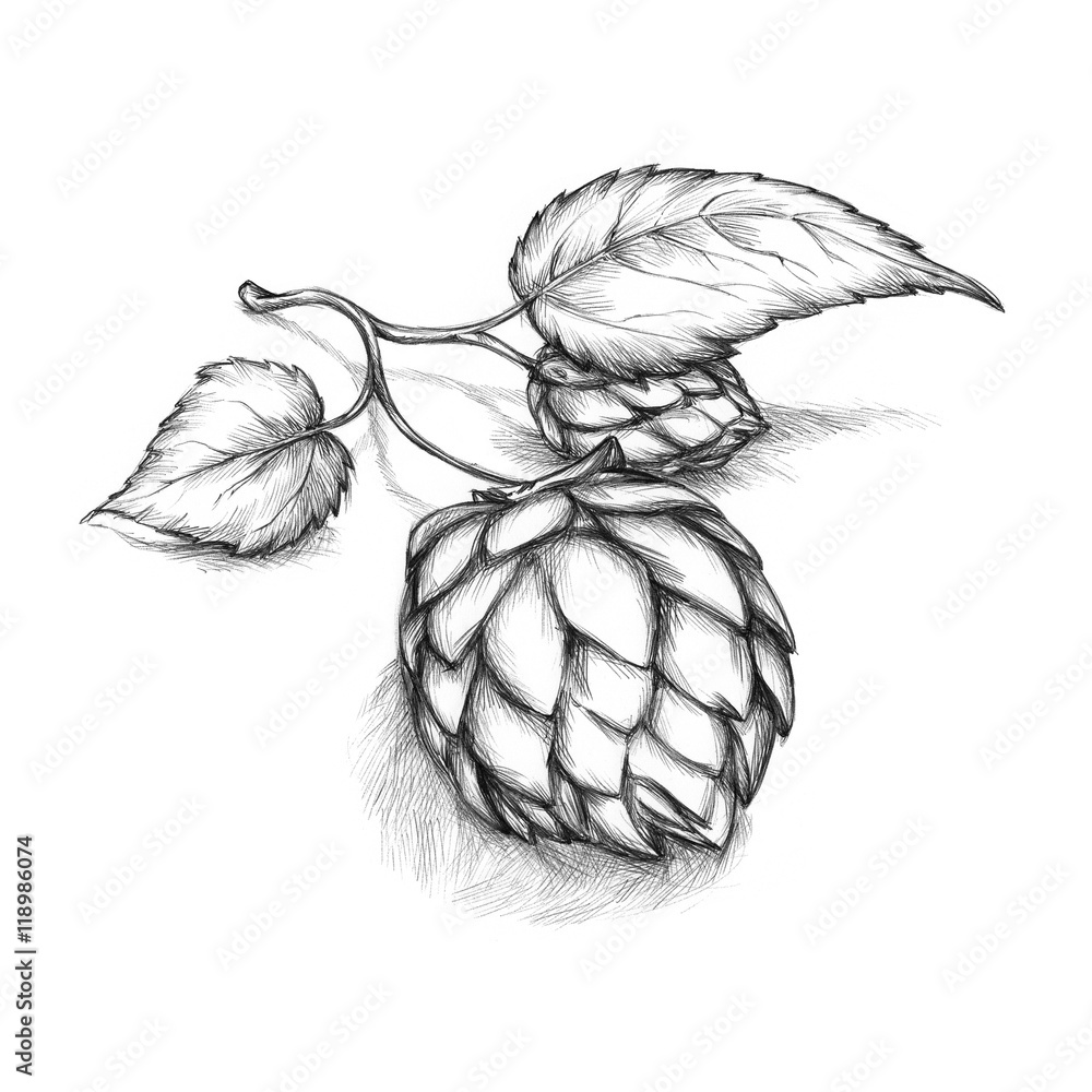 Hopfen, Handgezeichnet - Stock - GamesAgeddon