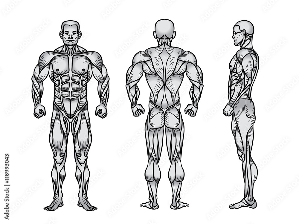 Anatomy of male muscular system, exercise and muscle guide. Stock ...