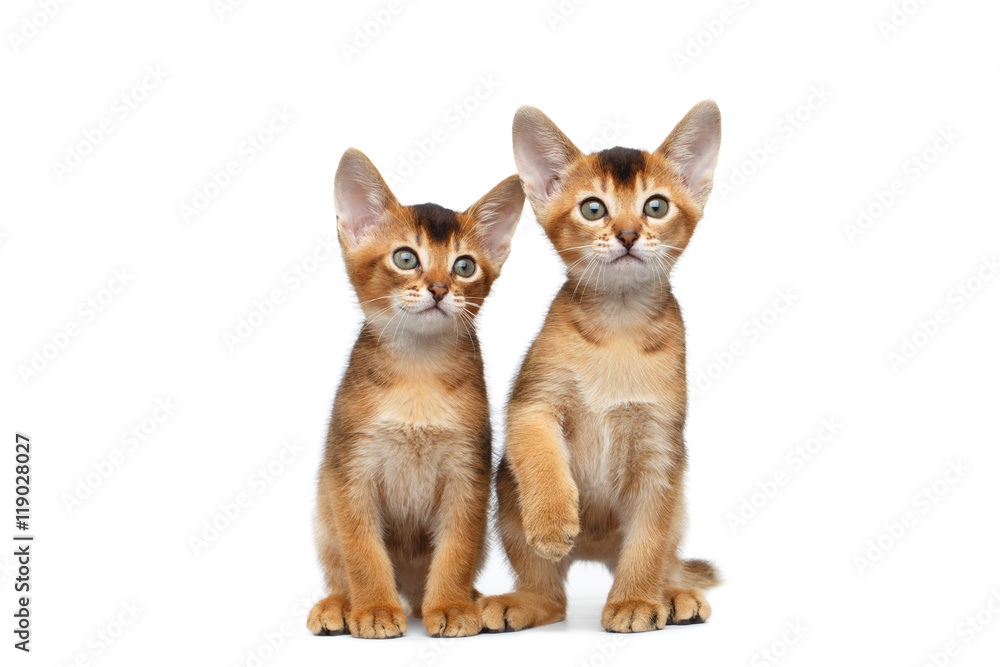 Cute Abyssinian Kittens