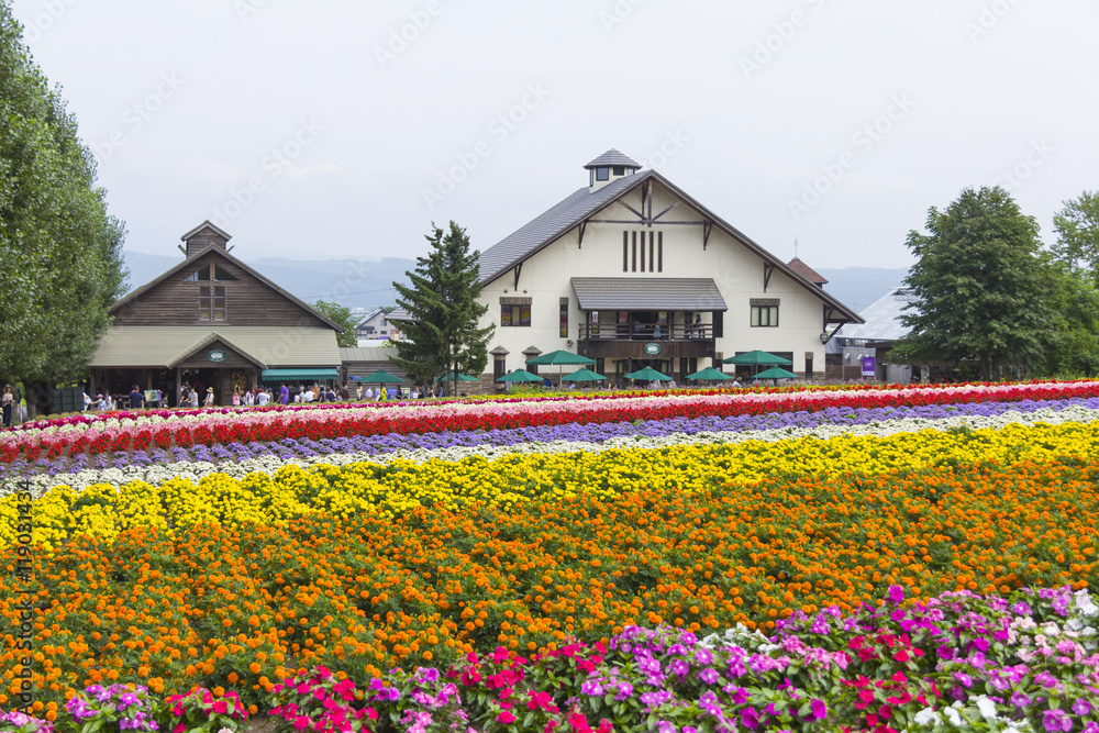 Furano, Hokkaido, Japan – July 30, 2015: Various colorful flowers ...