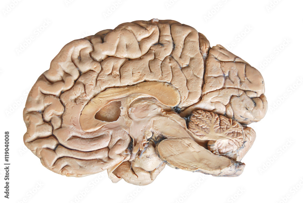 Real human half brain anatomy isolated on white background Stock Photo ...