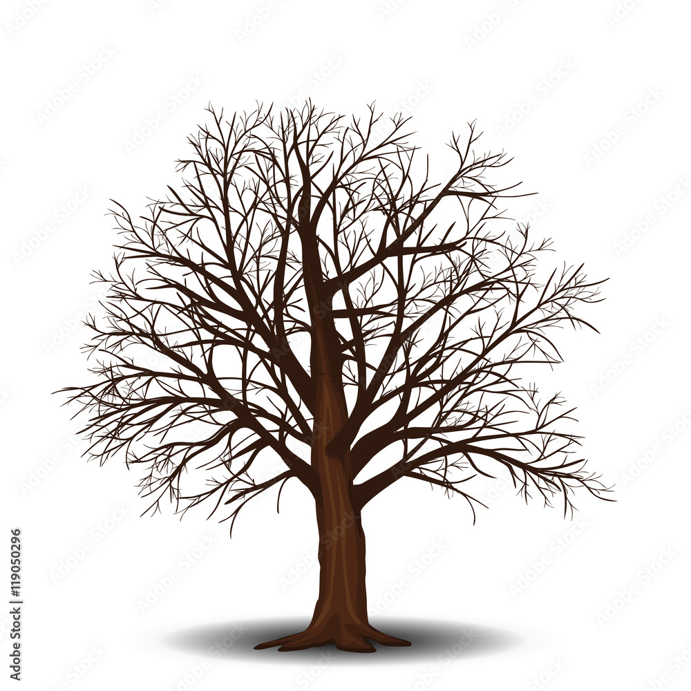 detached tree maple without leaves Stock Vector | Adobe Stock