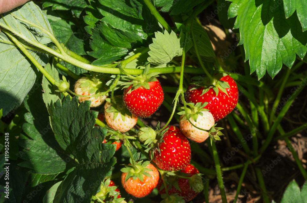 strawberry Bush in my garden Stock Photo | Adobe Stock