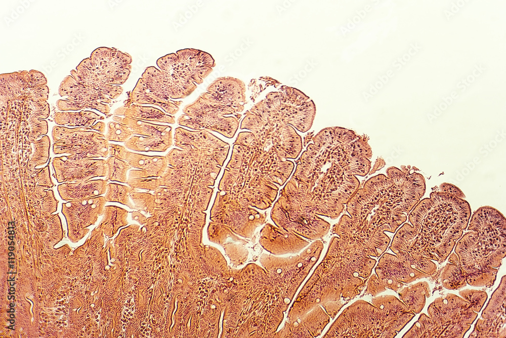 Villi of small intestine, light micrograph, magnification 40x Stock ...