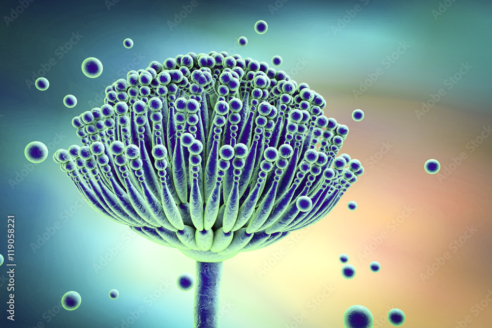 Fungi Aspergillus, Aspergillus fumigatus, Aspergillus niger, black mold ...