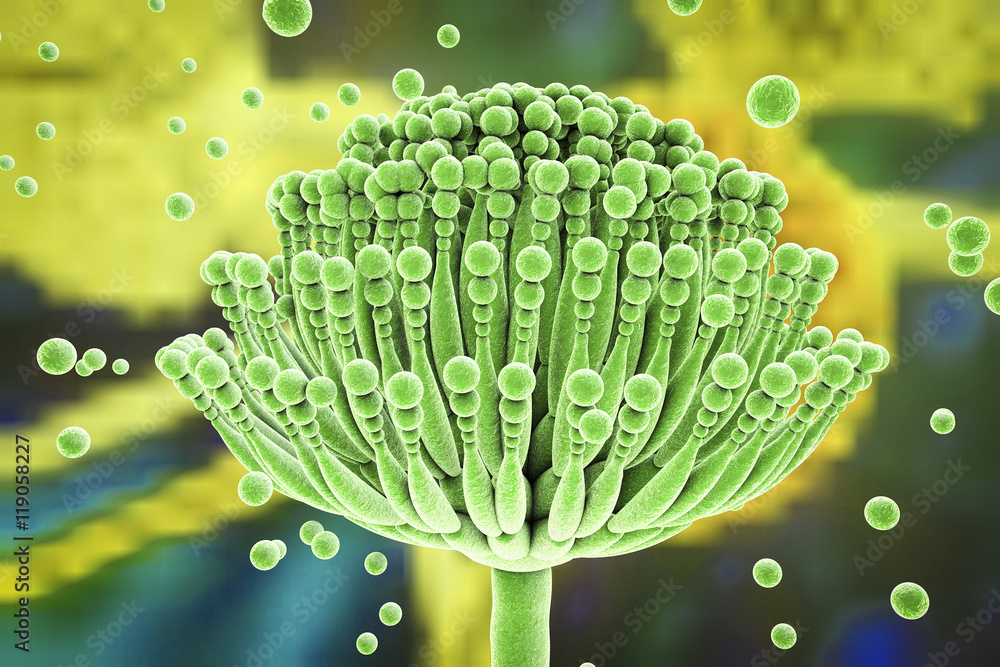 Fungi Aspergillus, Aspergillus fumigatus, Aspergillus niger, black mold ...