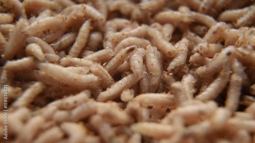 Group of Maggots Acheta Domesticus Insect Larvae, Bait for Fishing ...