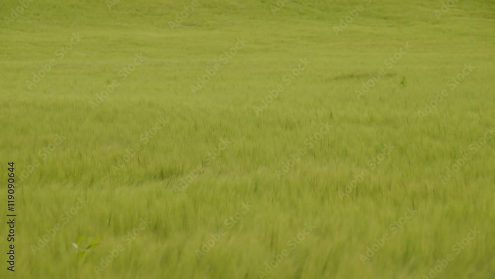 The dancing barley plants on the wide field seen in an aerial view the ...