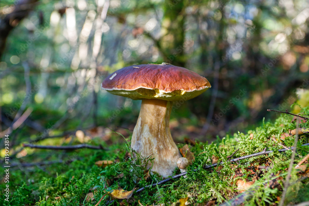 Boletus edulis Stock Photo | Adobe Stock