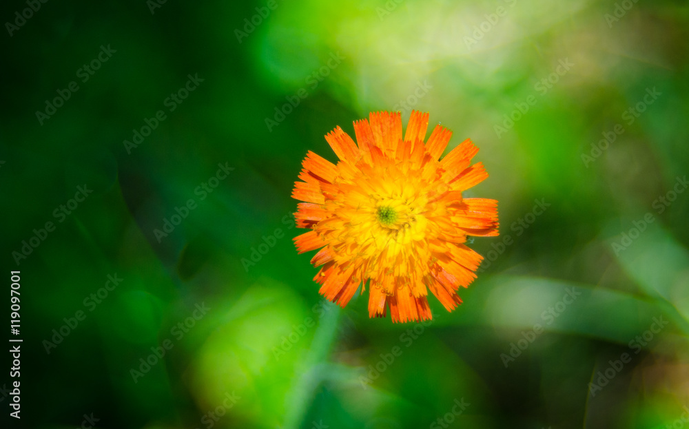 Orange weed flower, Hawkweed, of genus Hieracium, consisting of between ...