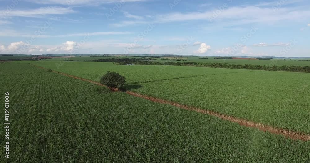 sugar cane field in Sao Paulo Brazil - Aerial dolly out over sugar cane ... sugar cane field in Sao Paulo Brazil - Aerial dolly out over sugar cane ...