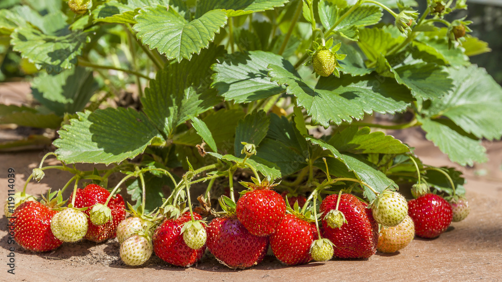 plan de fraisier sur film de paillage Stock Photo | Adobe Stock