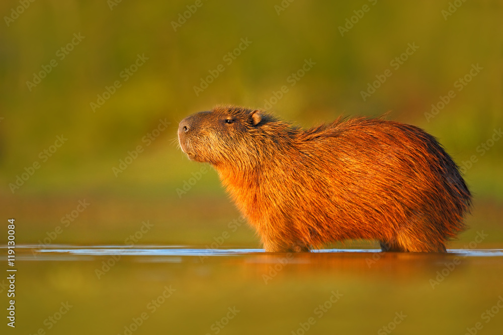 Big mouse in the water. Capybara, Hydrochoerus hydrochaeris, biggest ...