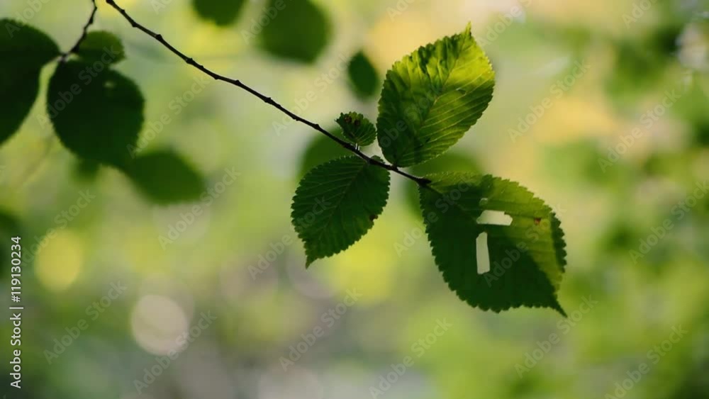 Wych elm (Ulmus glabra) leaves moving in breeze. Tree leaves with tapering points and lateral ...