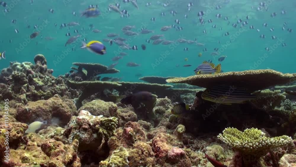 Underwater landscape of coral reef. Amazing, beautiful underwater ...