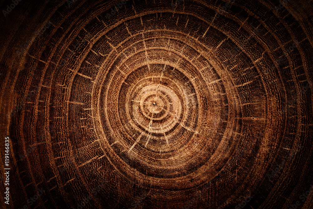 stump of oak tree felled - section of the trunk with annual rings Stock ...