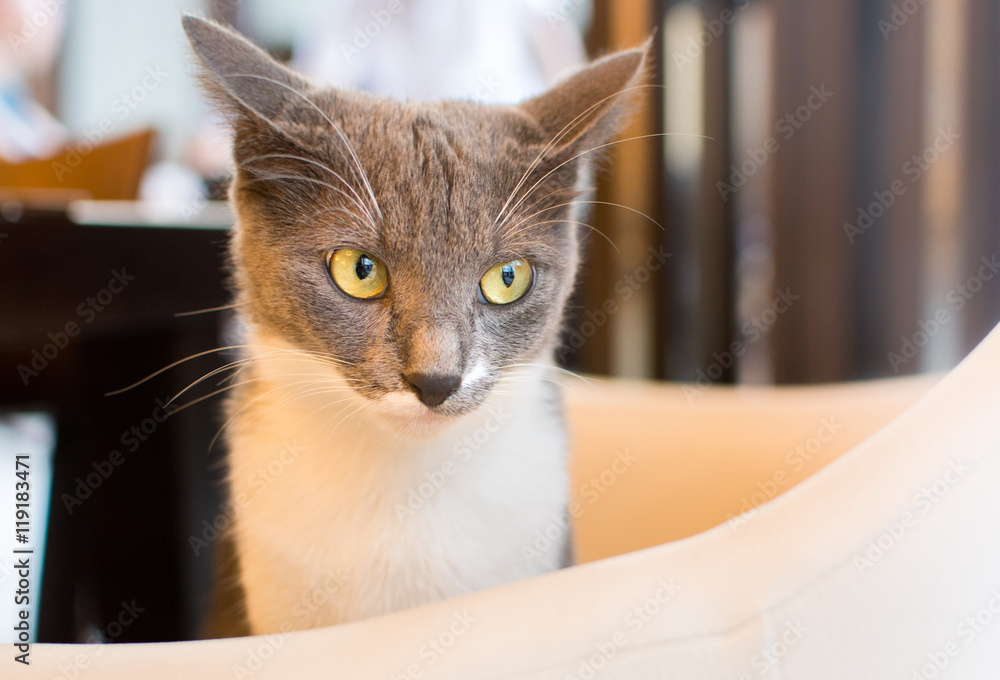 Cat sitting on a restaurant chair Stock Photo | Adobe Stock