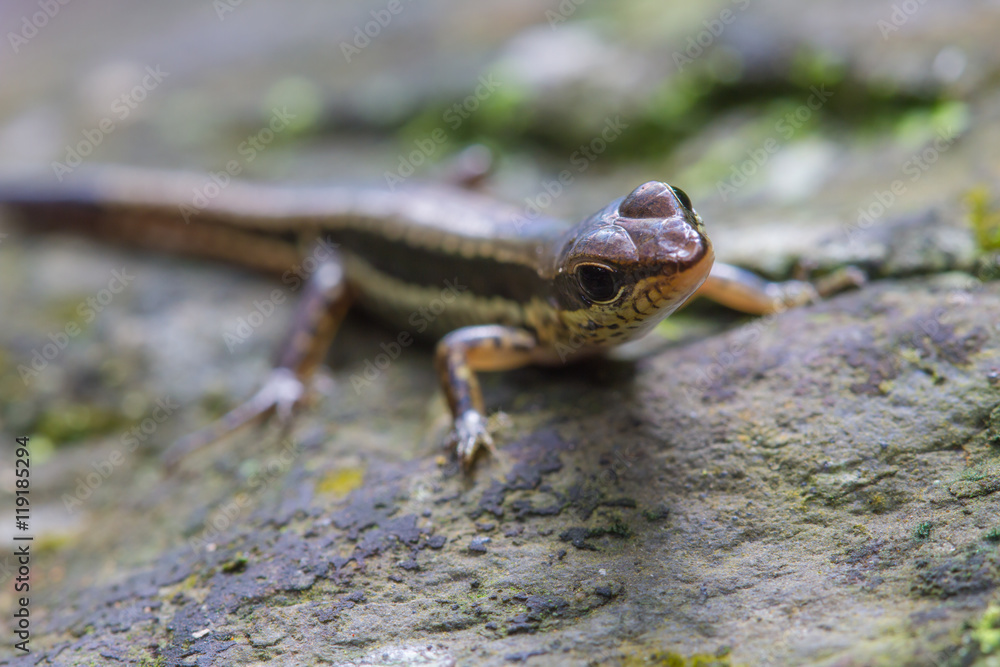 Common Forest Skink in forest Stock Photo | Adobe Stock