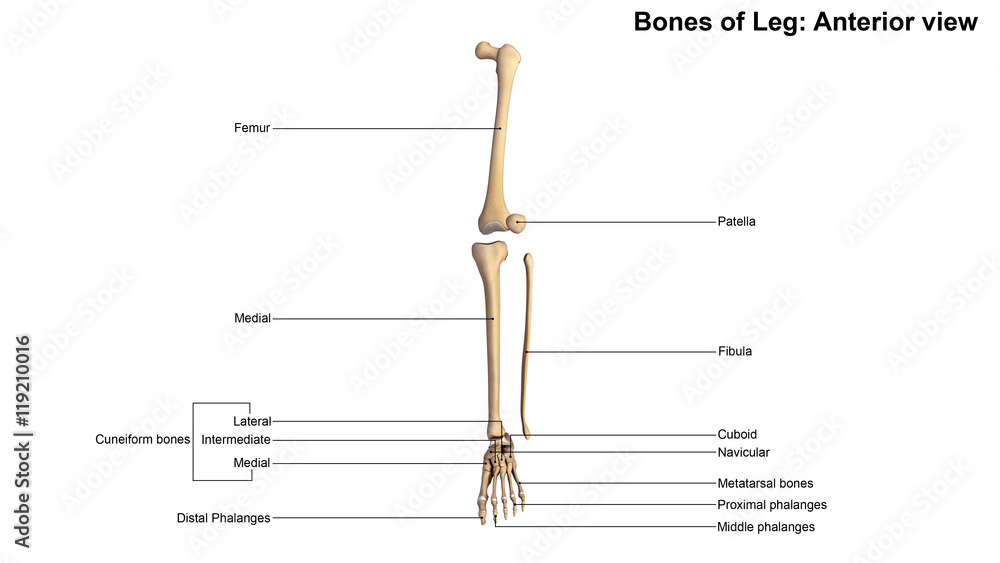 Bones of Leg_Anterior view Stock Illustration | Adobe Stock