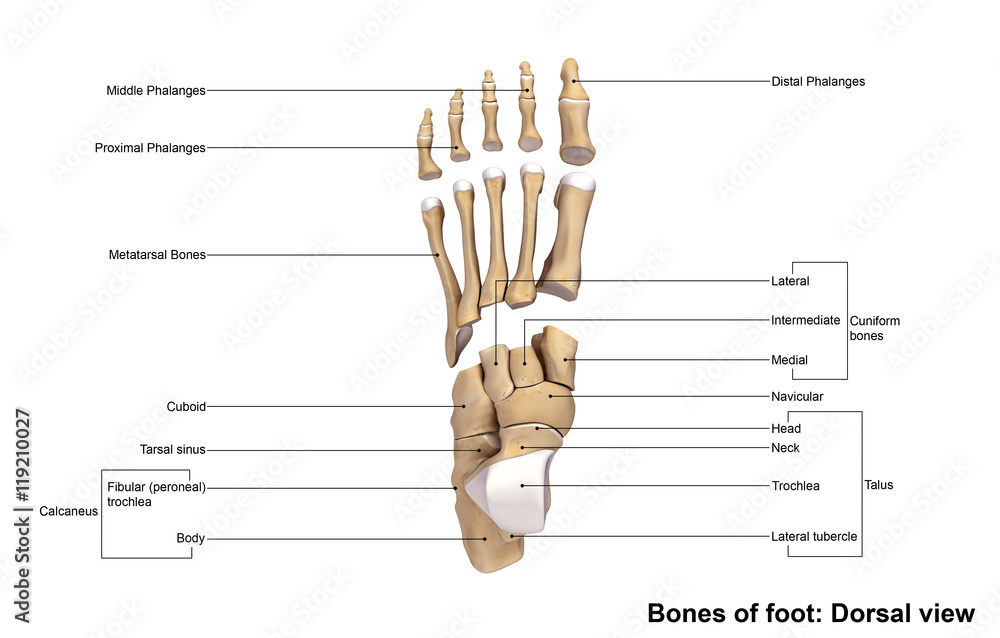 Foot Dorsal view Stock Illustration | Adobe Stock