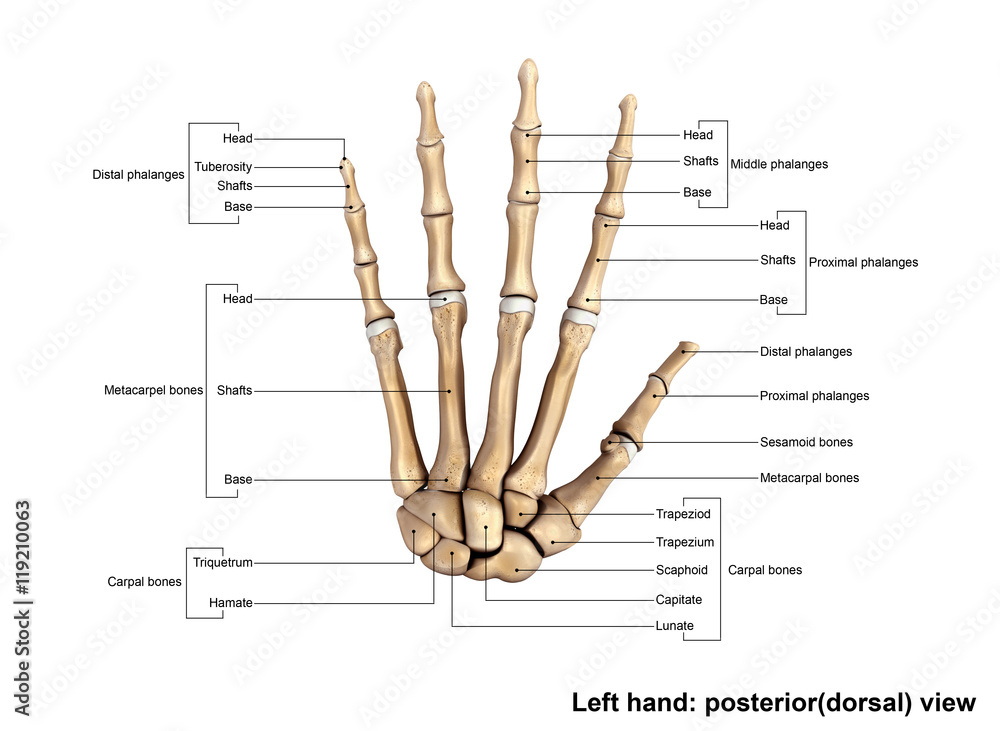 Left Hand full posterior(dorsal) view Stock Illustration | Adobe Stock