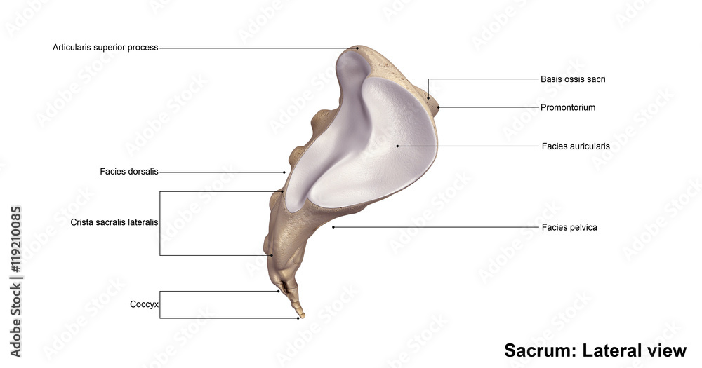 Sacrum_Lateral view Stock Illustration | Adobe Stock
