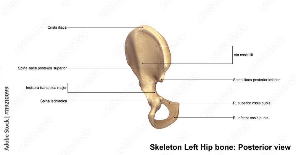 Skeleton Left hip bone_Posterior view Stock Illustration | Adobe Stock