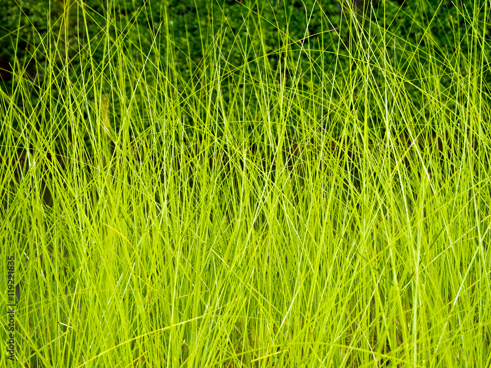 Lighting on Grass blade in wind at night Stock-Foto | Adobe Stock