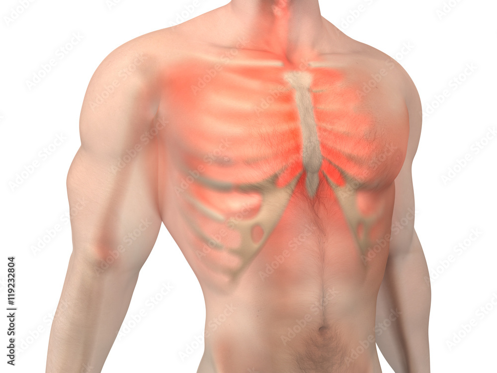 Male Anatomy - Chest Pain Stock Illustration | Adobe Stock