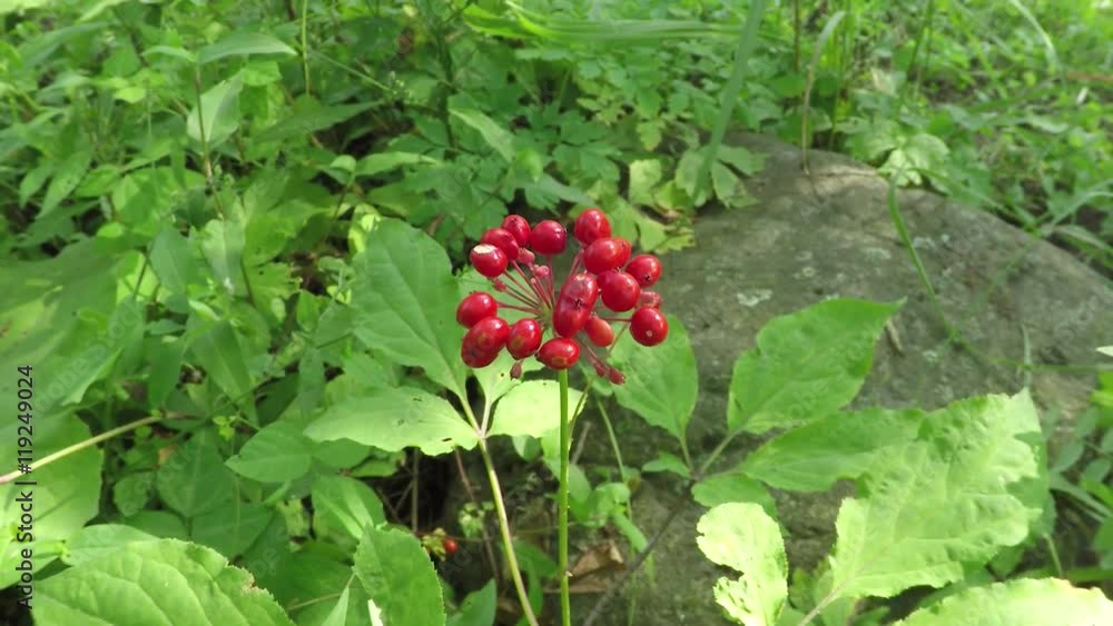 Korean wild root ginseng with berries. A close up of the most famous ...