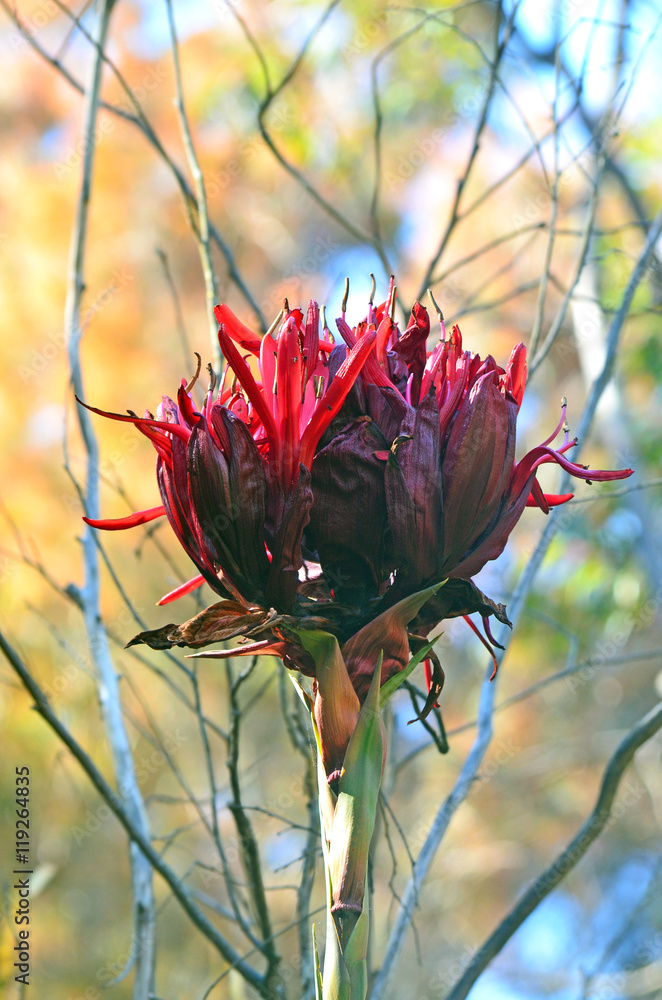 Tall flower spikes of the Gymea Lily (Doryanthes excelsa), Royal ...