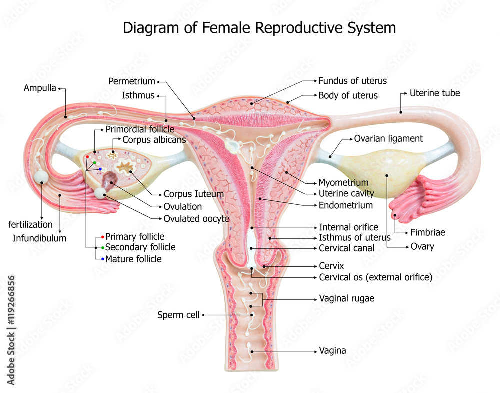 Female Reproductive System Image Diagram Stock Illustration Adobe Stock