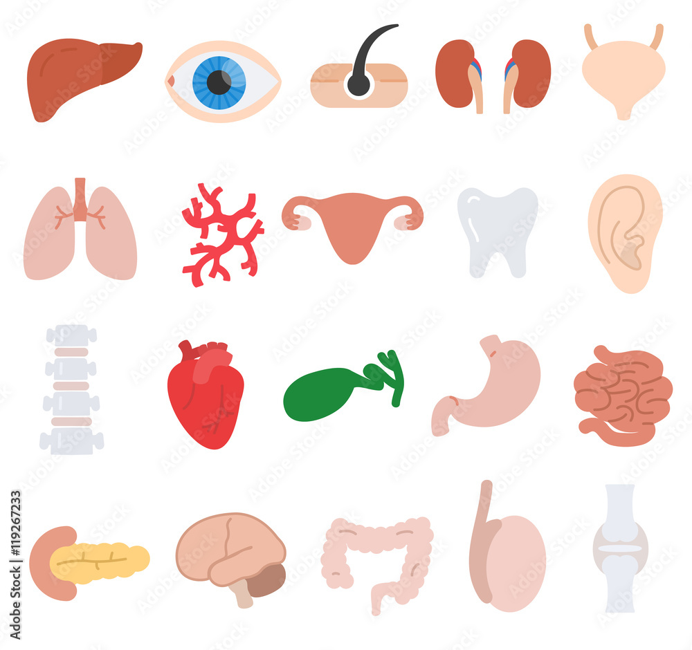 human anatomy icons set. internal organs, body parts collection. flat ...