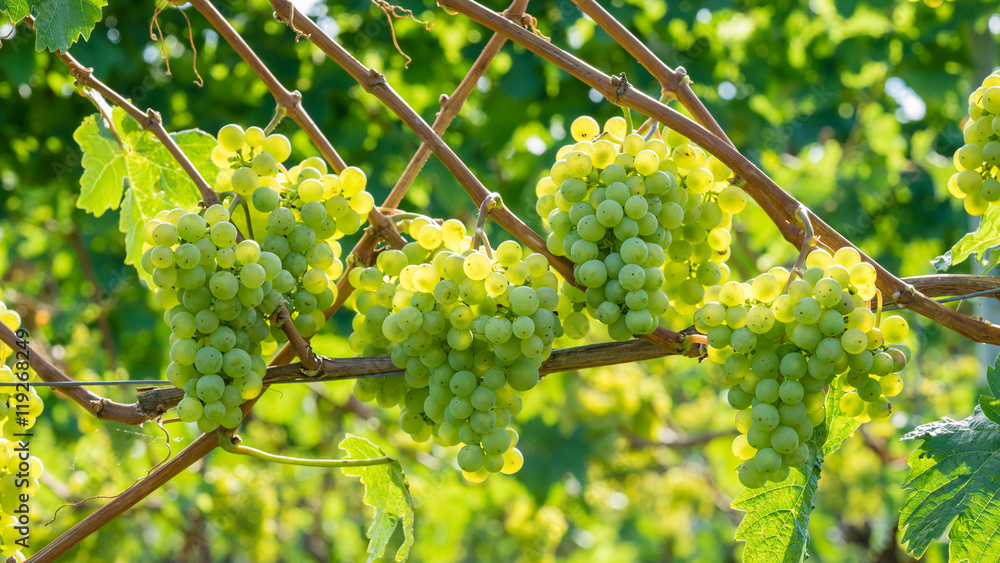 Weintrauben am Rebstock Stock Photo | Adobe Stock Weintrauben am Rebstock Stock Photo | Adobe Stock
