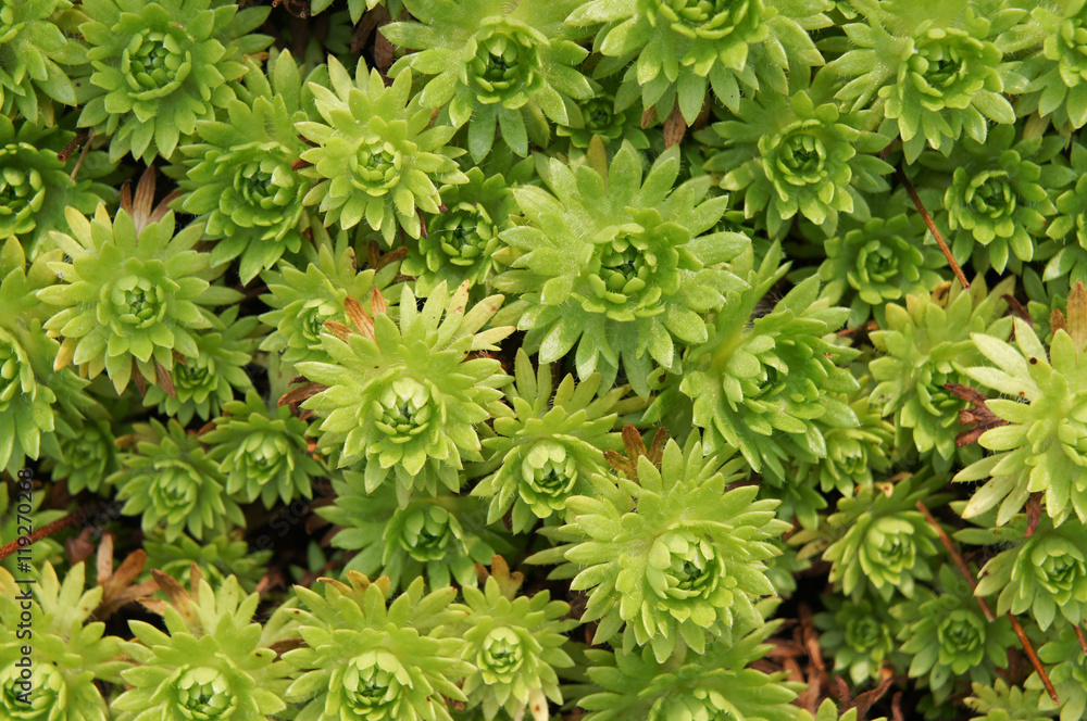Sedum plant green many Stock Photo | Adobe Stock