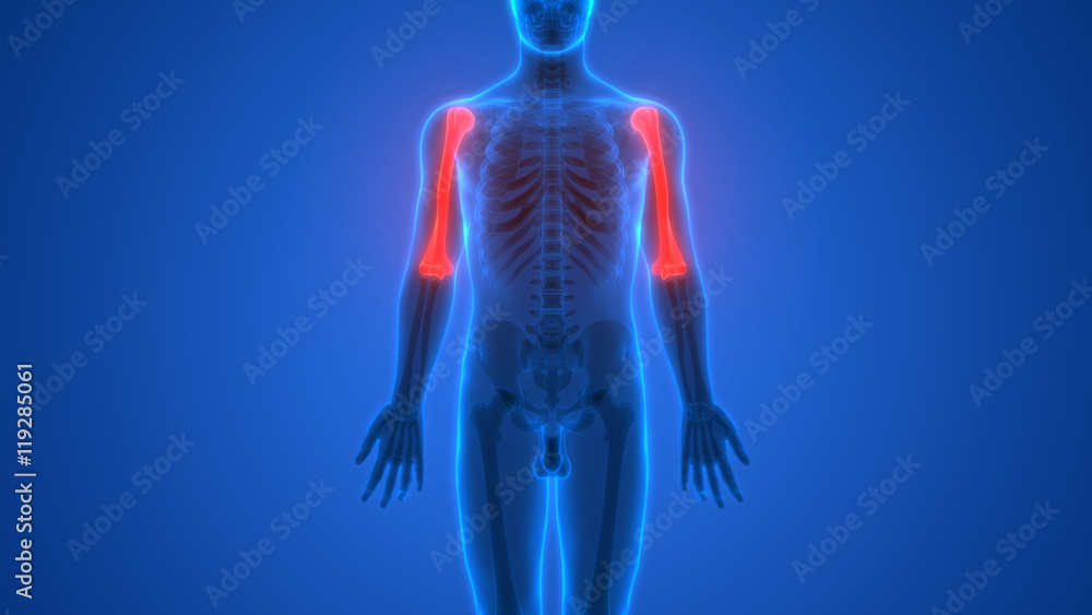 Human Skeleton Bones Anatomy (Humerus Bones) Stock Illustration | Adobe ...