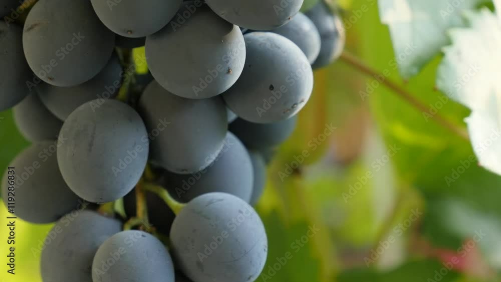 Woody vines grape fruit cluster Vitaceae family tilting 4K 2160p 30fps ...