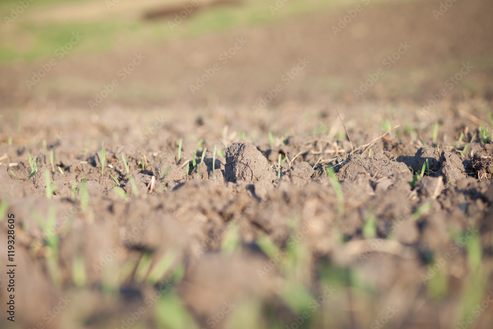 Soil is a natural clay minerals are naturally many species suita Stock ...