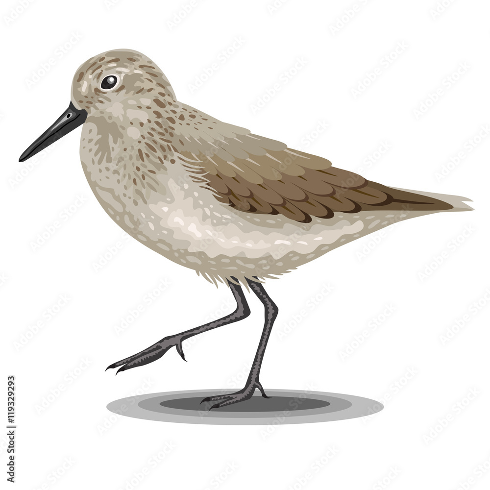 Sandpiper Bird Clip Art