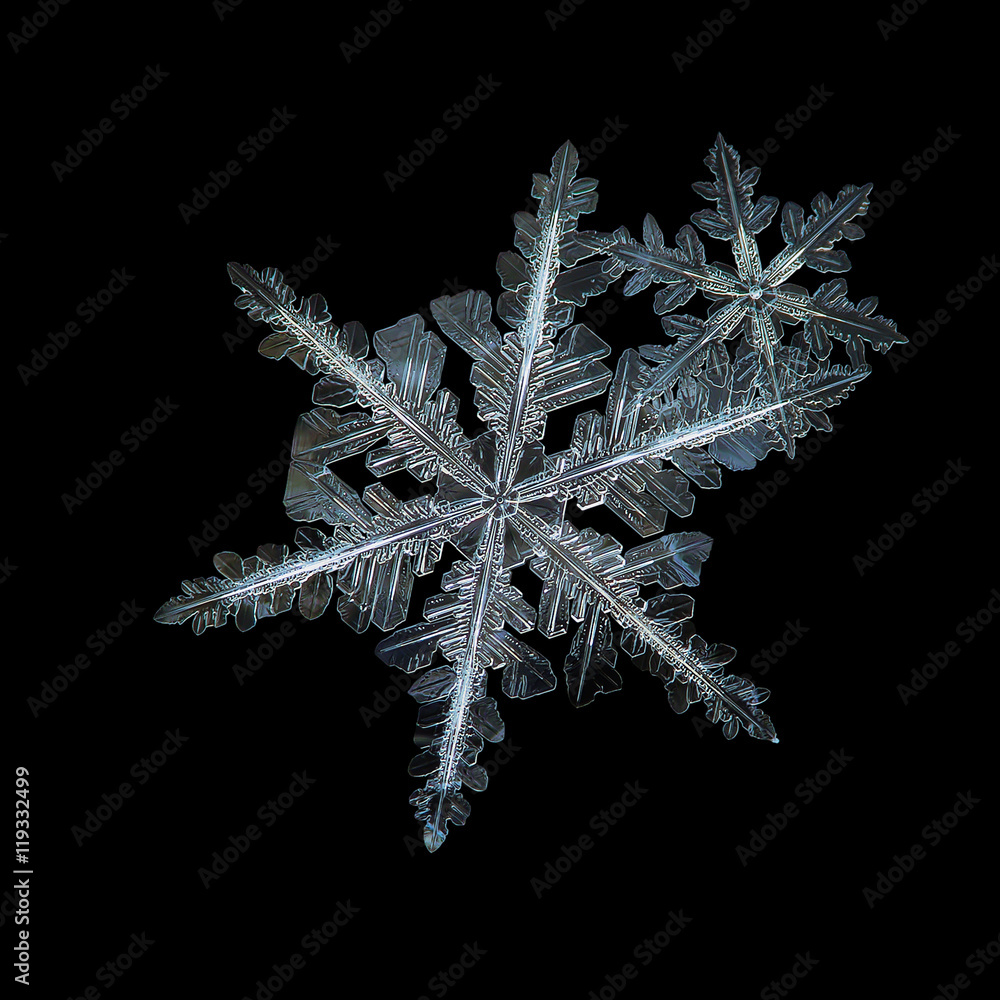 Pair of real snowflakes in flat cluster, isolated on black background ...