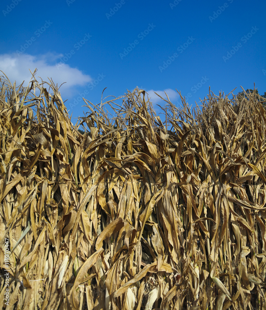 Row of dried bundled corn stalks and blue sky - background Stock Photo ...