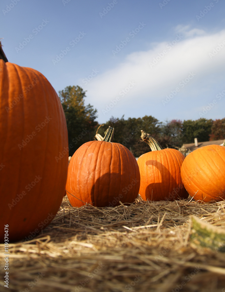Halloween pumpkins on a farm during harvest - low angle with shadow ...
