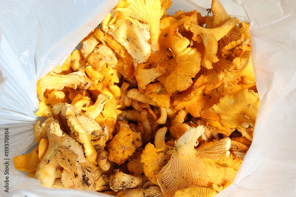 Frische Pfifferlinge aus dem Wald (Eierschwammerl) Stock Photo | Adobe ...