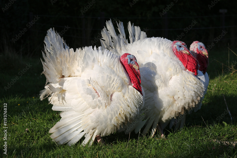 Weiße Truthähne (Puten) in Freilandhaltung auf einer Wiese Stock Photo ...