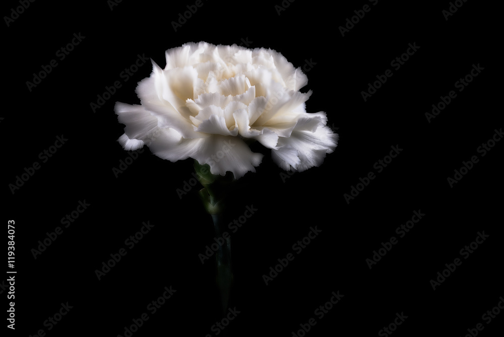 White carnation against black background, close-up Stock Photo | Adobe ...