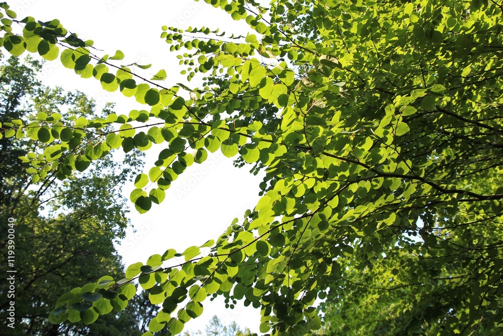 The Katsura tree, native to Japan. Native to China and Japan ...